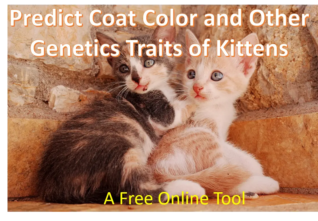 Cat Genetics Calculator - Coat Color + more using Punnett Square