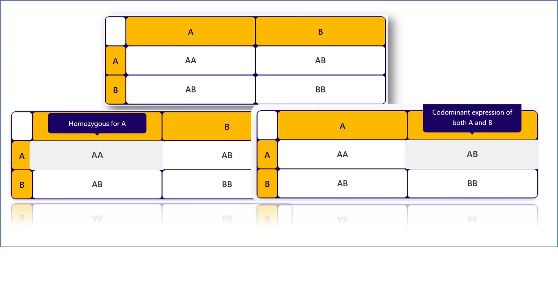 Codominance Punnett Square - Calculator & Practice Worksheet