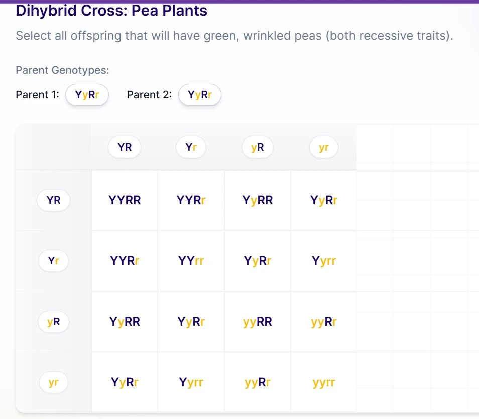 Punnett Square Practice Worksheet – Test Genetics Skills Online